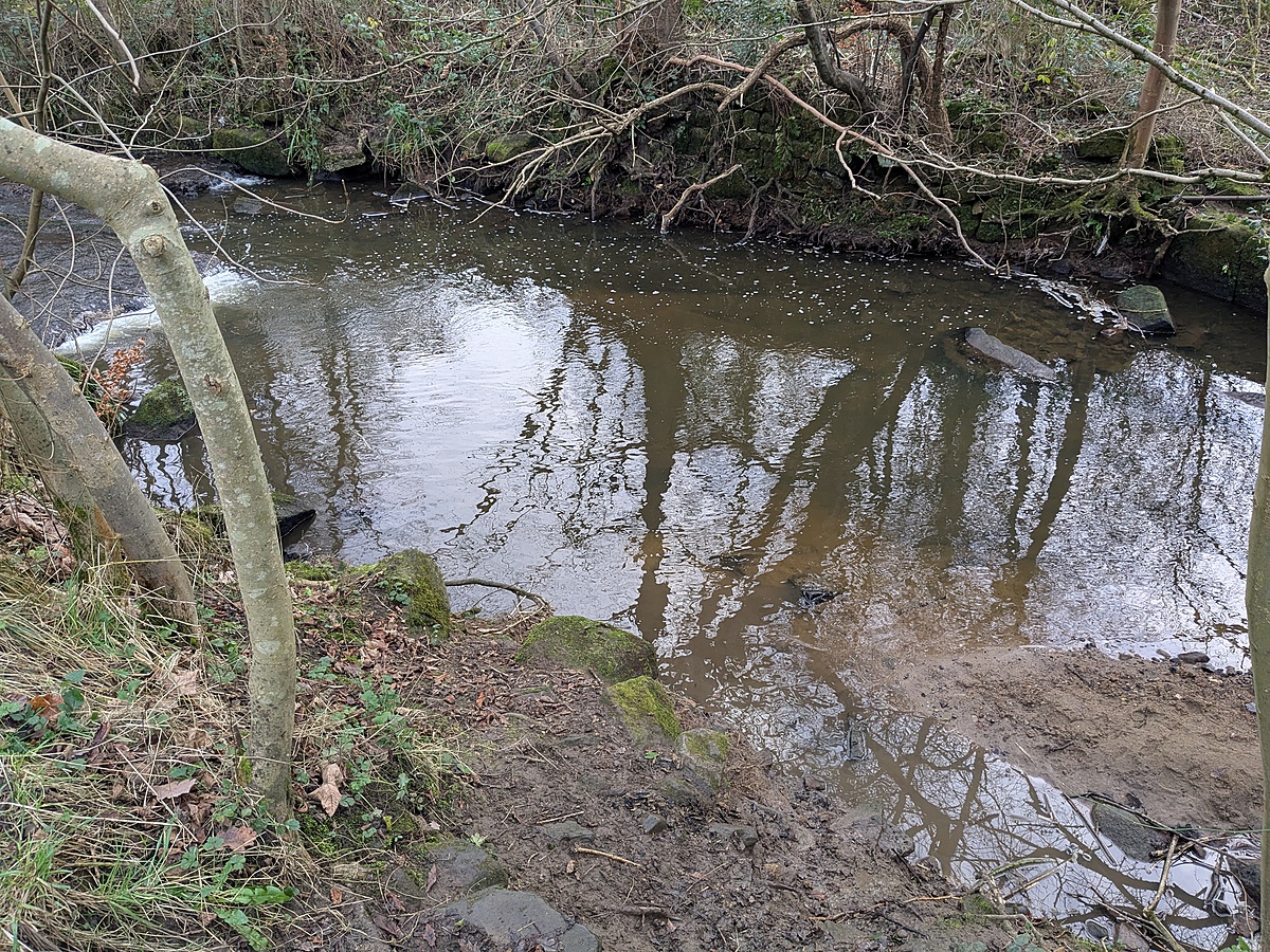 Water Quality Testing Data for A1, Meanwood Beck - Water Rangers