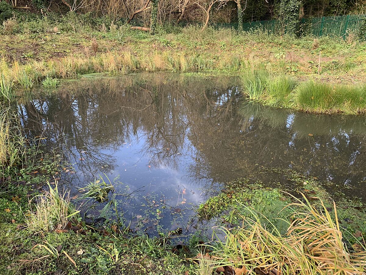 Water Quality Testing Data for Chinbrook wetlands inlet pond , Pond ...