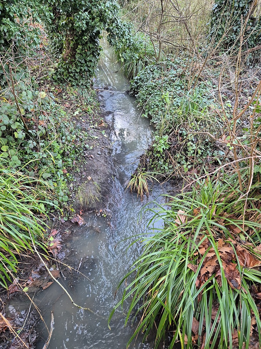 Observations at St John's Brook - Water Rangers