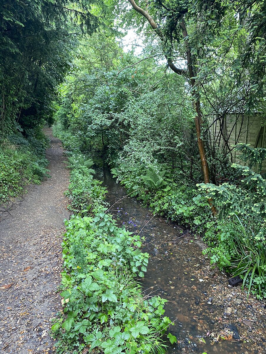 Observations at Bourne Stream - Water Rangers