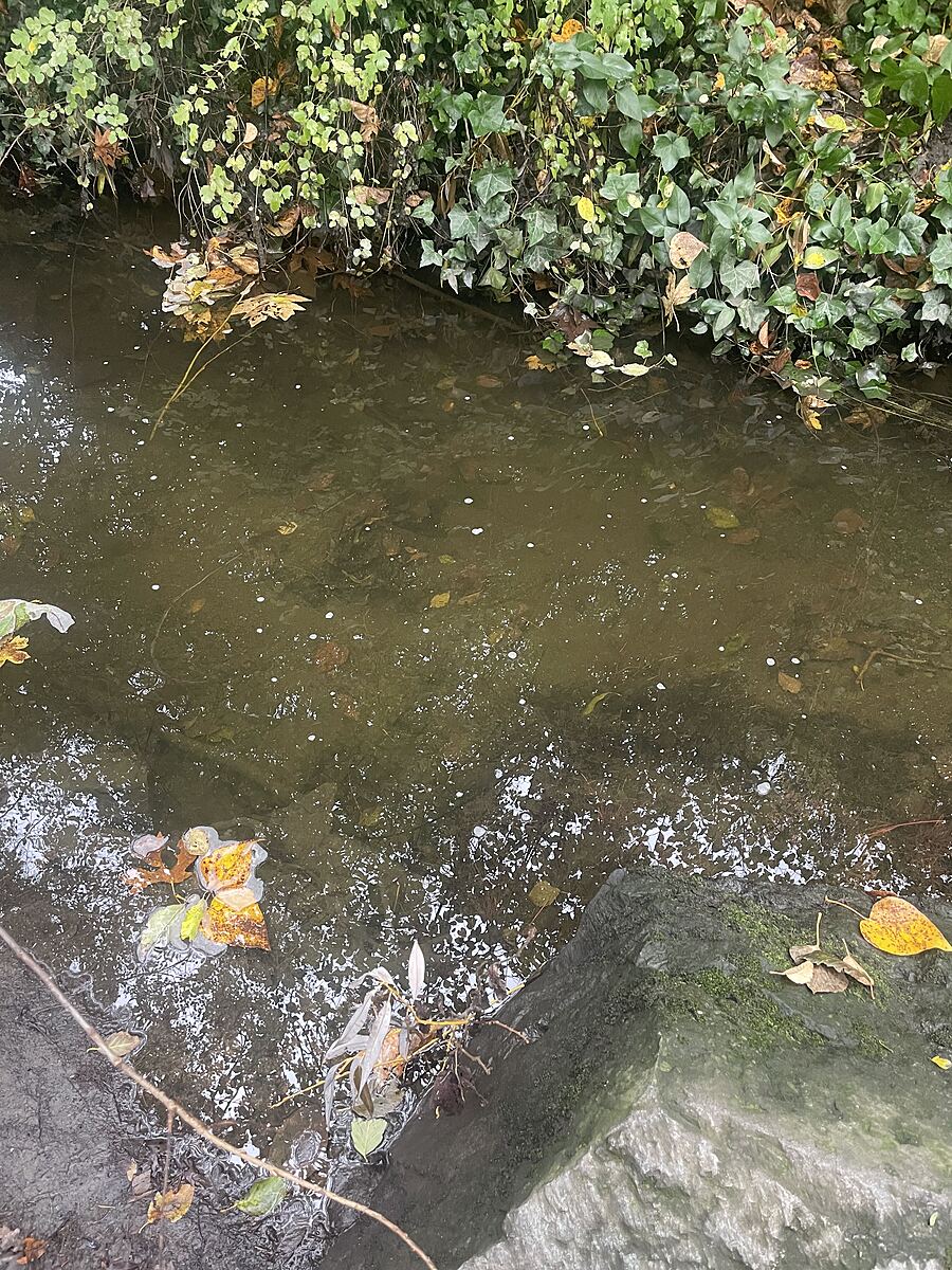 Water Quality Testing Data for Browning Park, Bowker Creek - Water Rangers