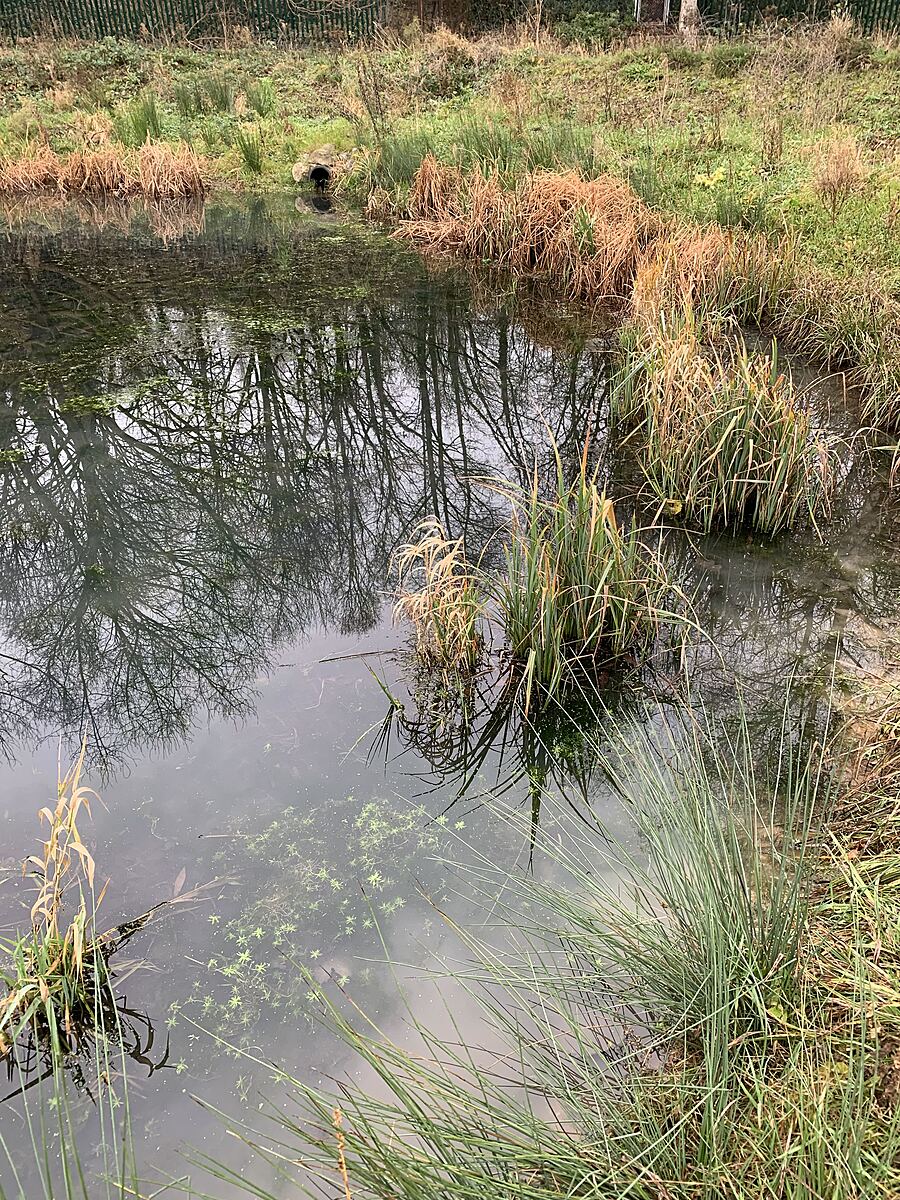 Water Quality Testing Data for Chinbrook wetlands outlet pond, Pond ...