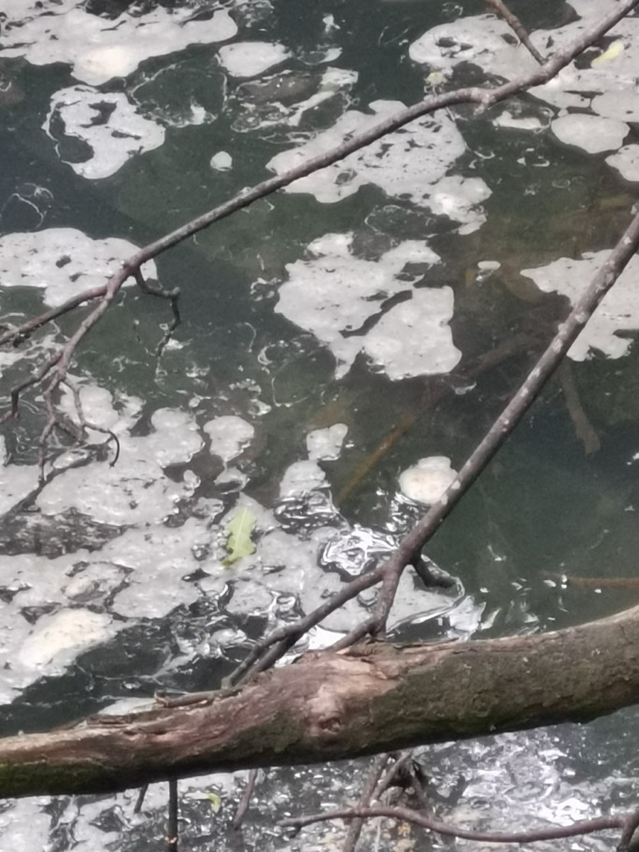 Issue Report for Pollution at Fox Wood Beck tributary of Wyke Beck ...