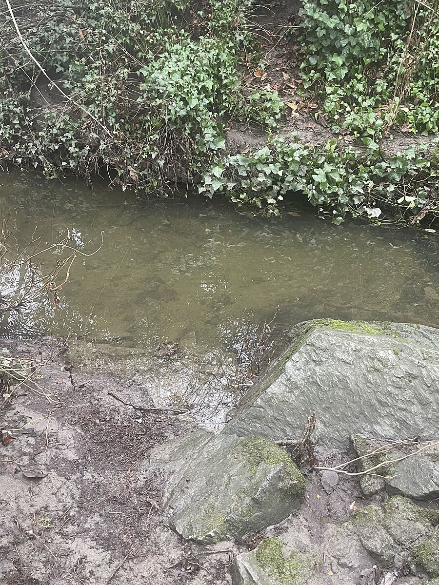 Water Quality Testing Data for Browning Park, Bowker Creek - Water Rangers