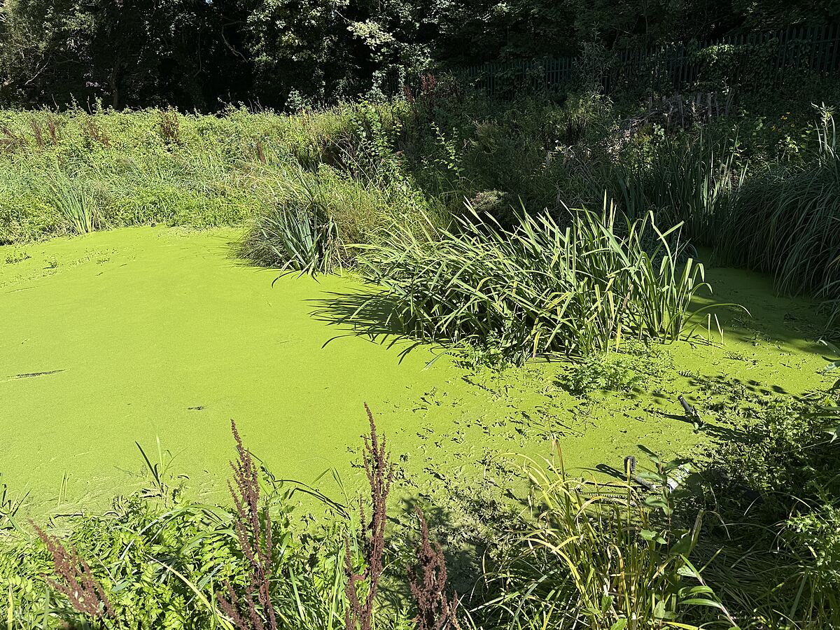 Water Quality Testing Data for Chinbrook wetlands inlet pond , Pond ...