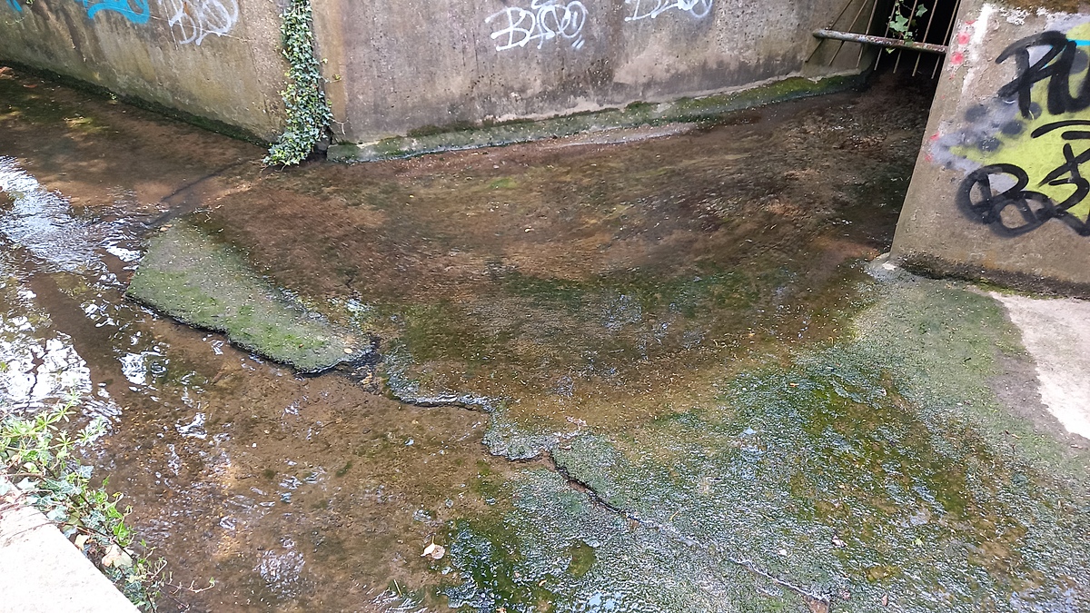 Observations at River Ching - Water Rangers