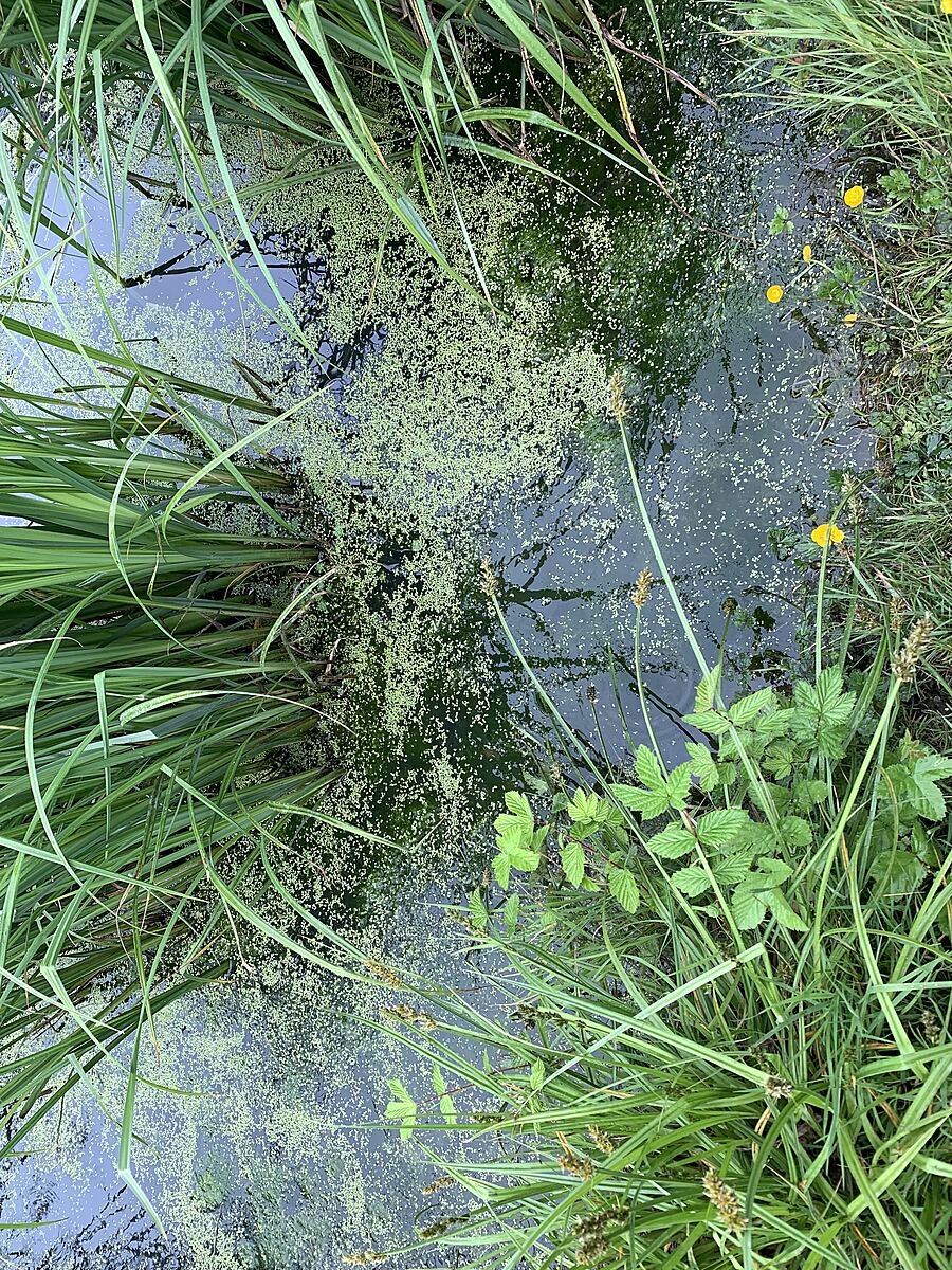 Water Quality Testing Data for Chinbrook wetlands outlet pond, Pond ...