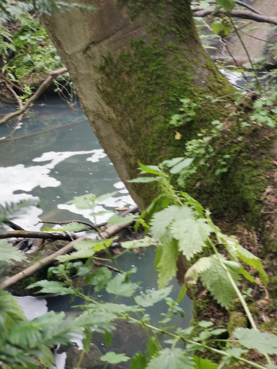 Issue Report for Pollution at Fox Wood Beck tributary of Wyke Beck ...