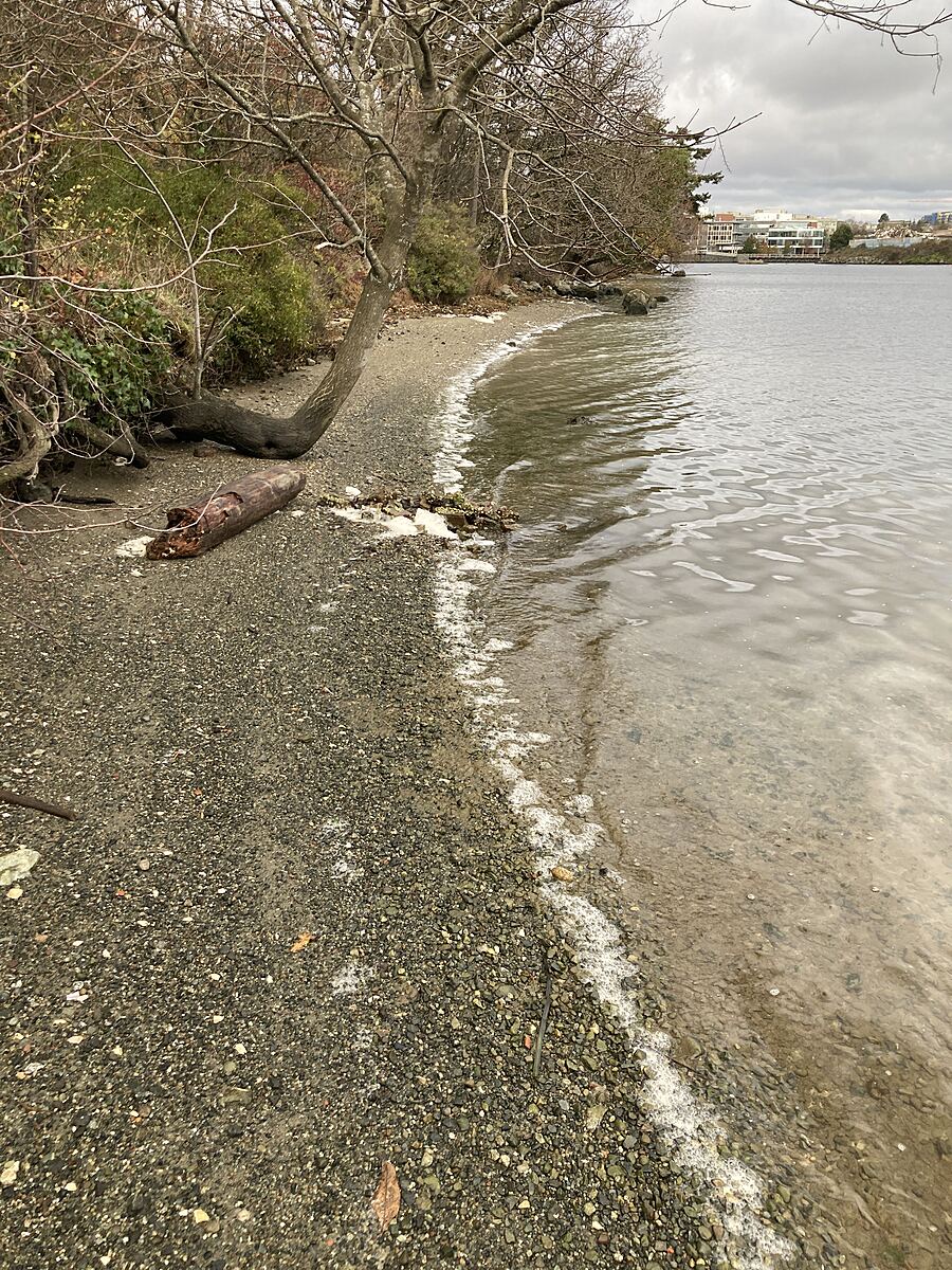 Water Quality Testing Data for Point Ellice Bridge beach, Victoria ...