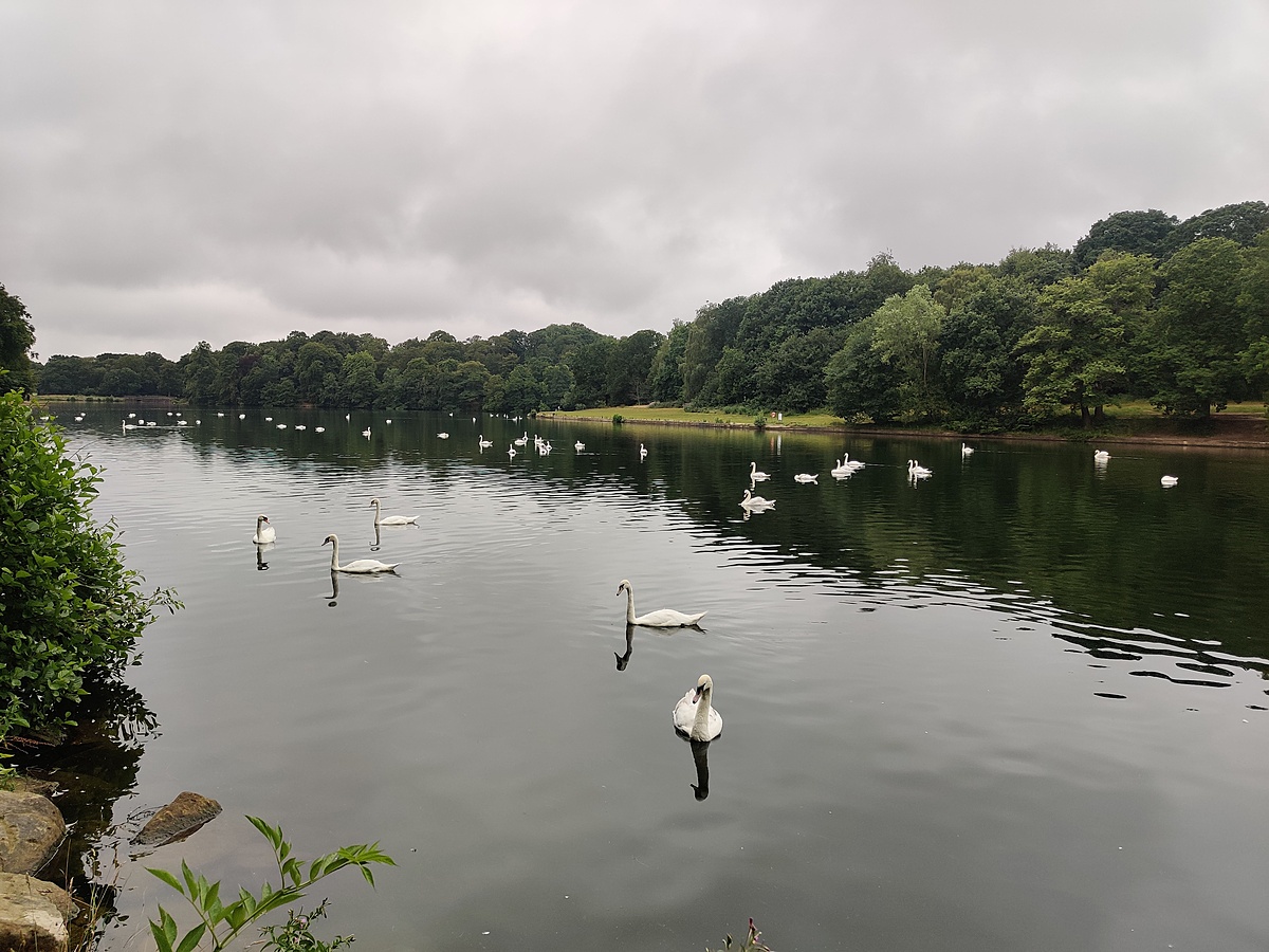 Water Quality Testing Data for Waterloo Lake East, Roundhay Park ...