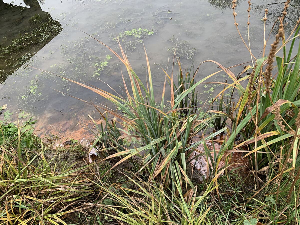 Water Quality Testing Data for Chinbrook wetlands outlet pond, Pond ...