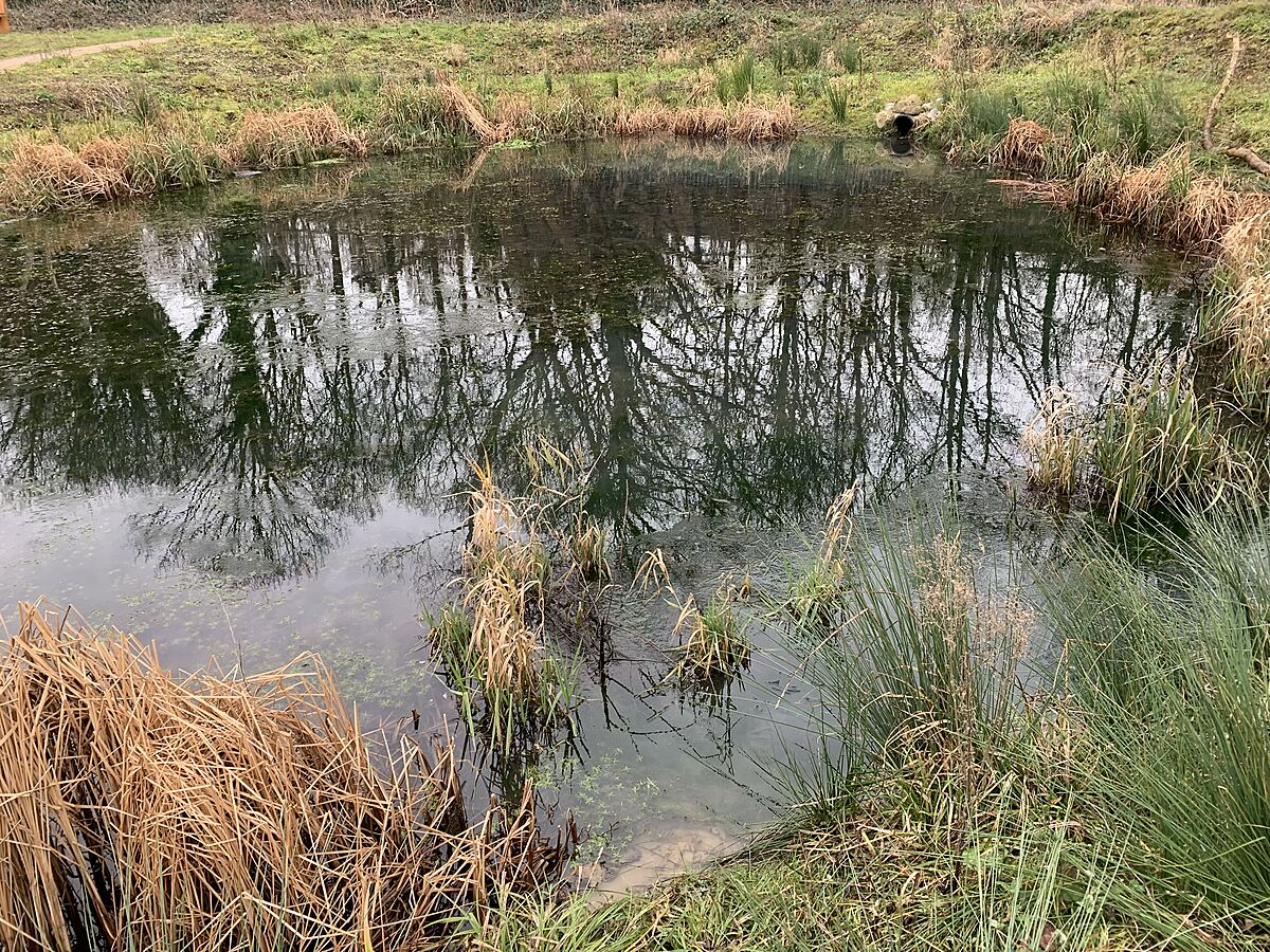 Water Quality Testing Data for Chinbrook wetlands outlet pond, Pond ...