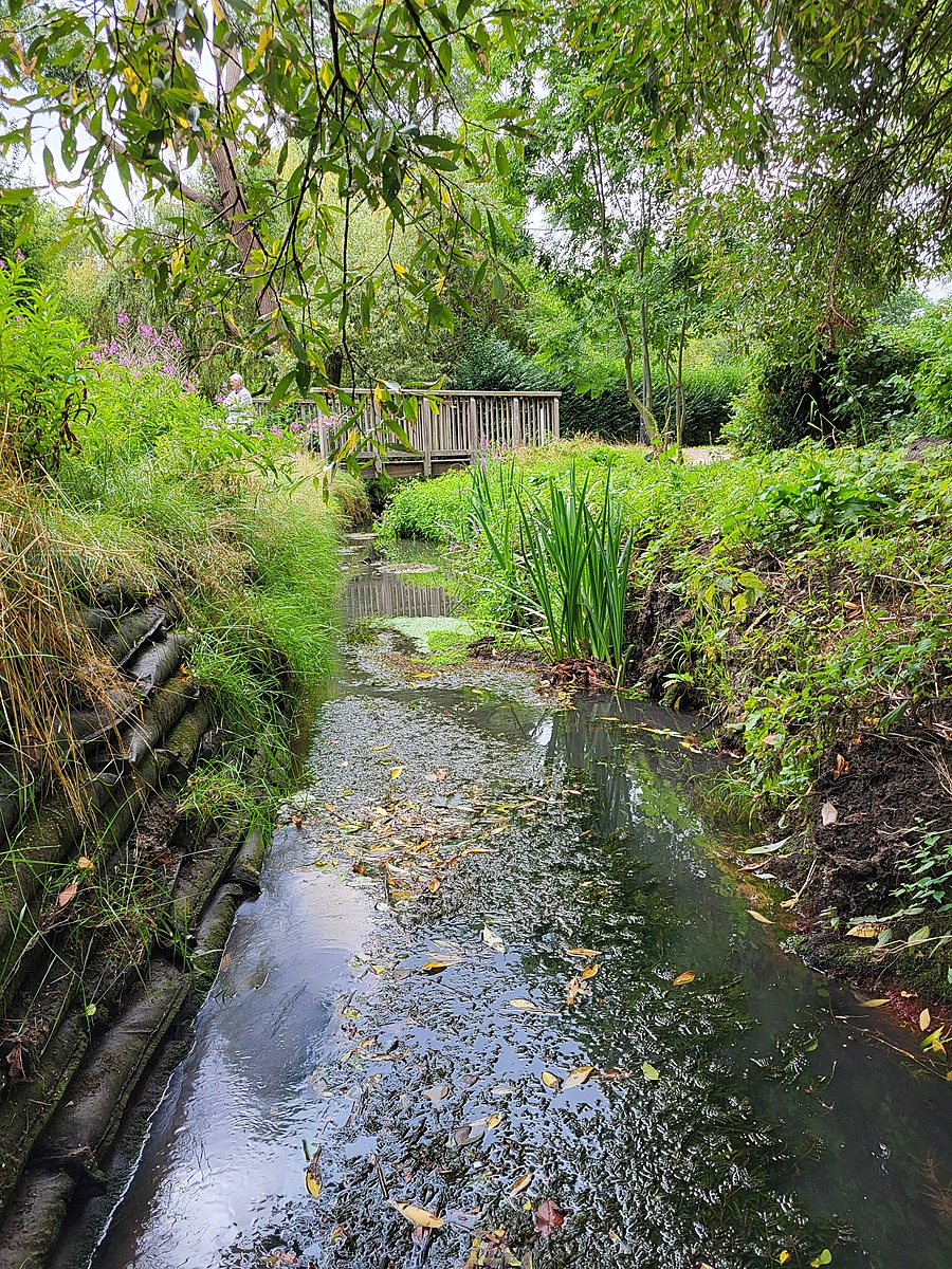 Observations at Yeading Brook - Water Rangers