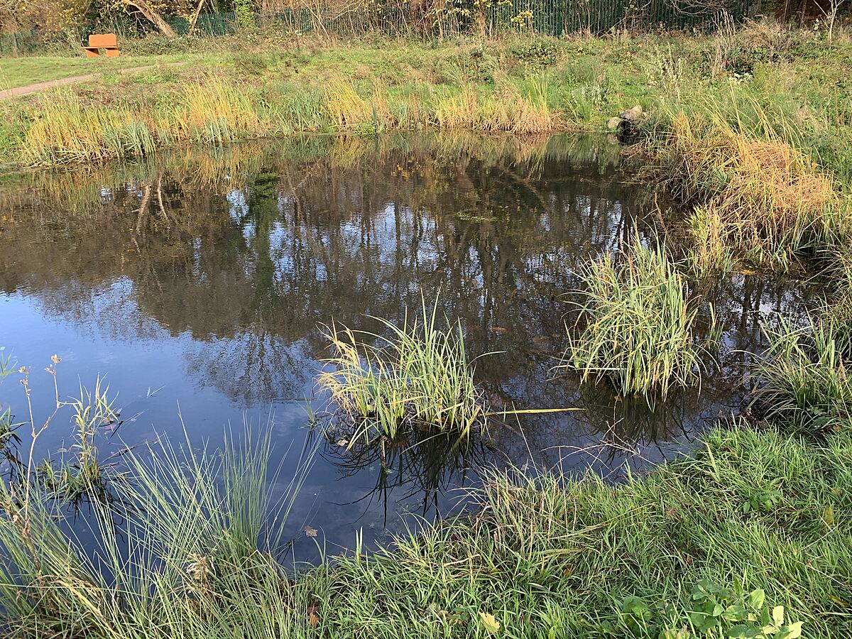 Water Quality Testing Data for Chinbrook wetlands outlet pond, Pond ...