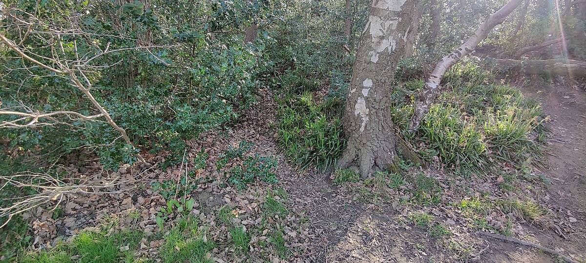 Observations at Roundhay Park : Waterloo Lake - Water Rangers