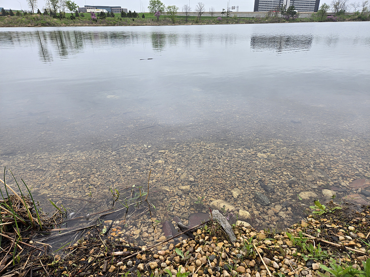 Water Quality Testing Data for Arbor Lake at Morton Arb , Arbor Lake ...