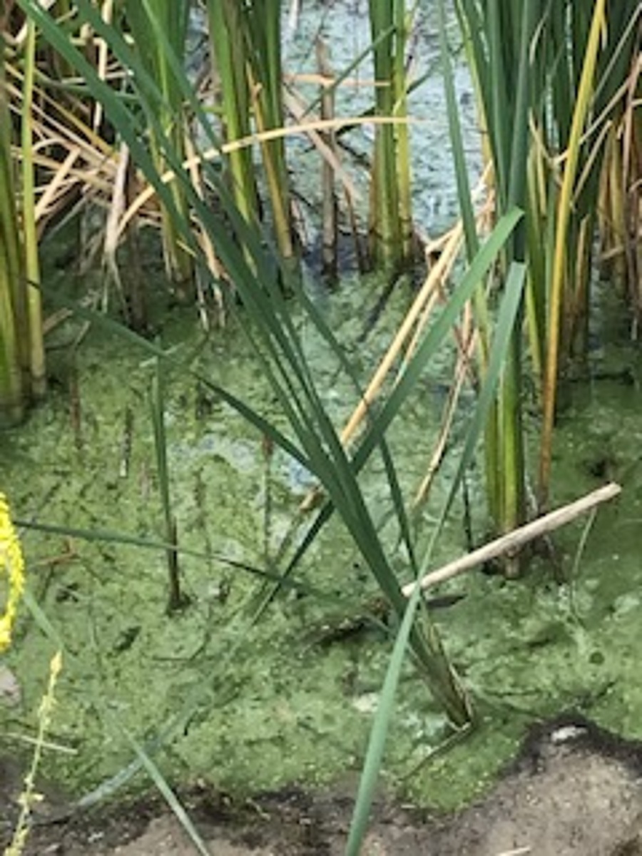 Water Quality Testing Data for Echo Lake Channel outflow to Mission ...