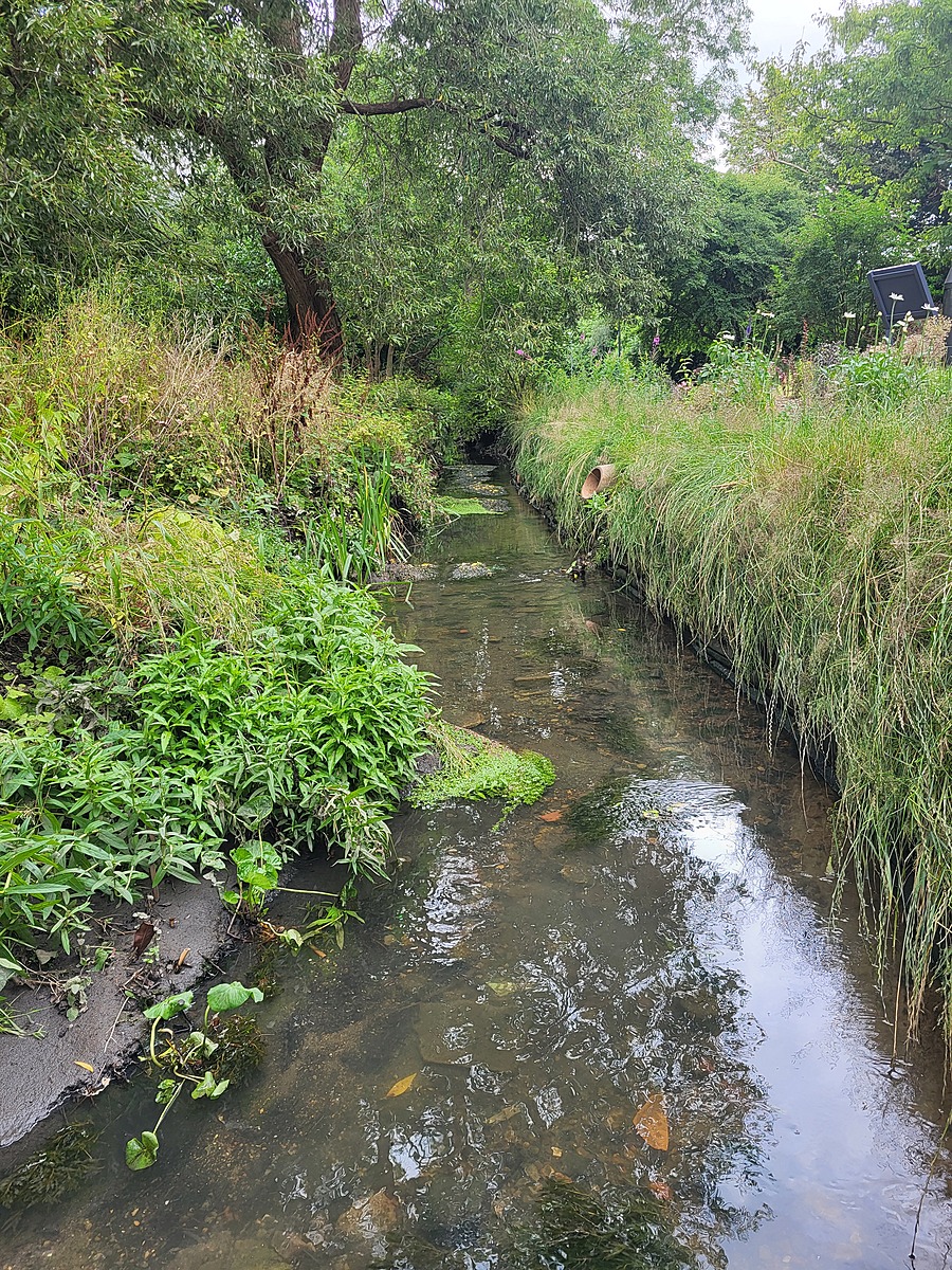 Observations at Yeading Brook - Water Rangers