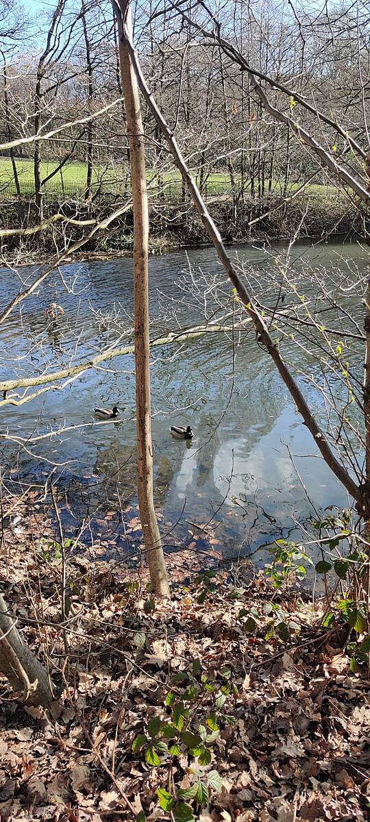 Water Quality Testing Data for Waterloo Lake: NW Corner, Roundhay Park ...