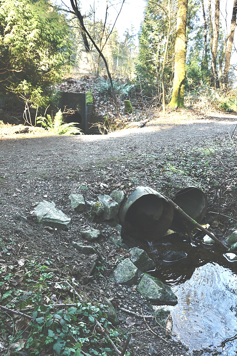 Observations at Lost Lake/ Mariner Road Catchment Area (Riverview ...