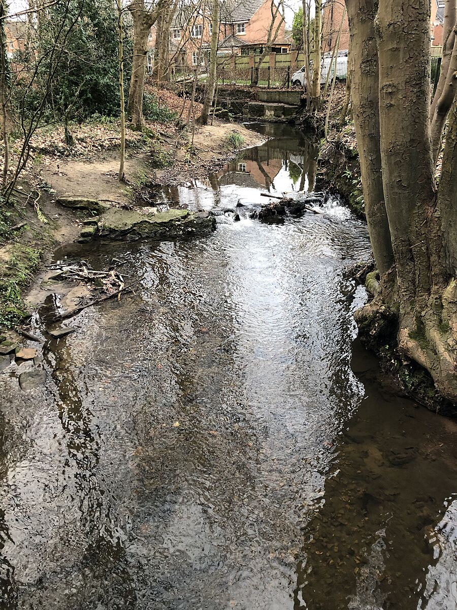 Observations at Meanwood beck - Water Rangers