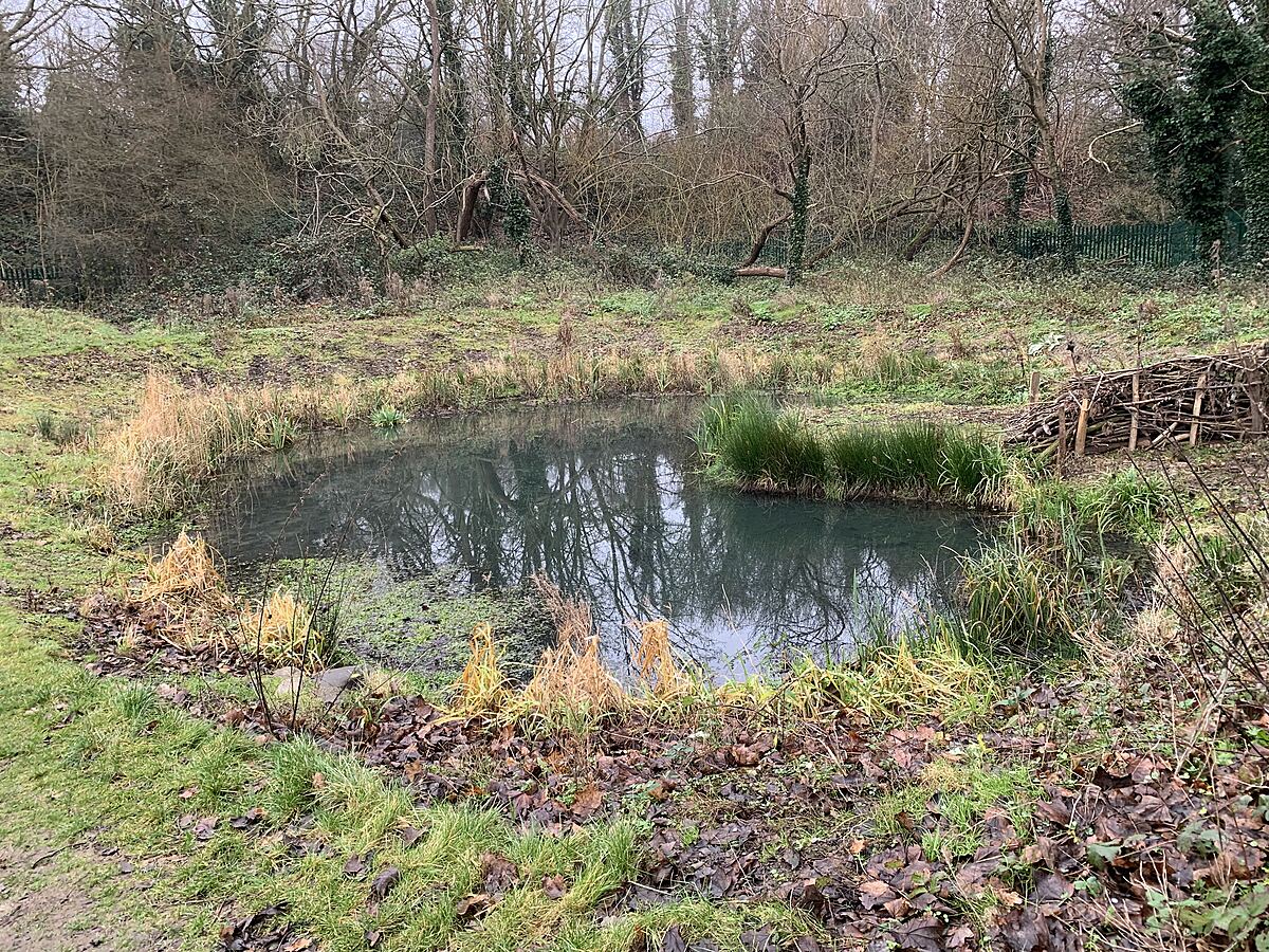 Water Quality Testing Data for Chinbrook wetlands inlet pond , Pond ...