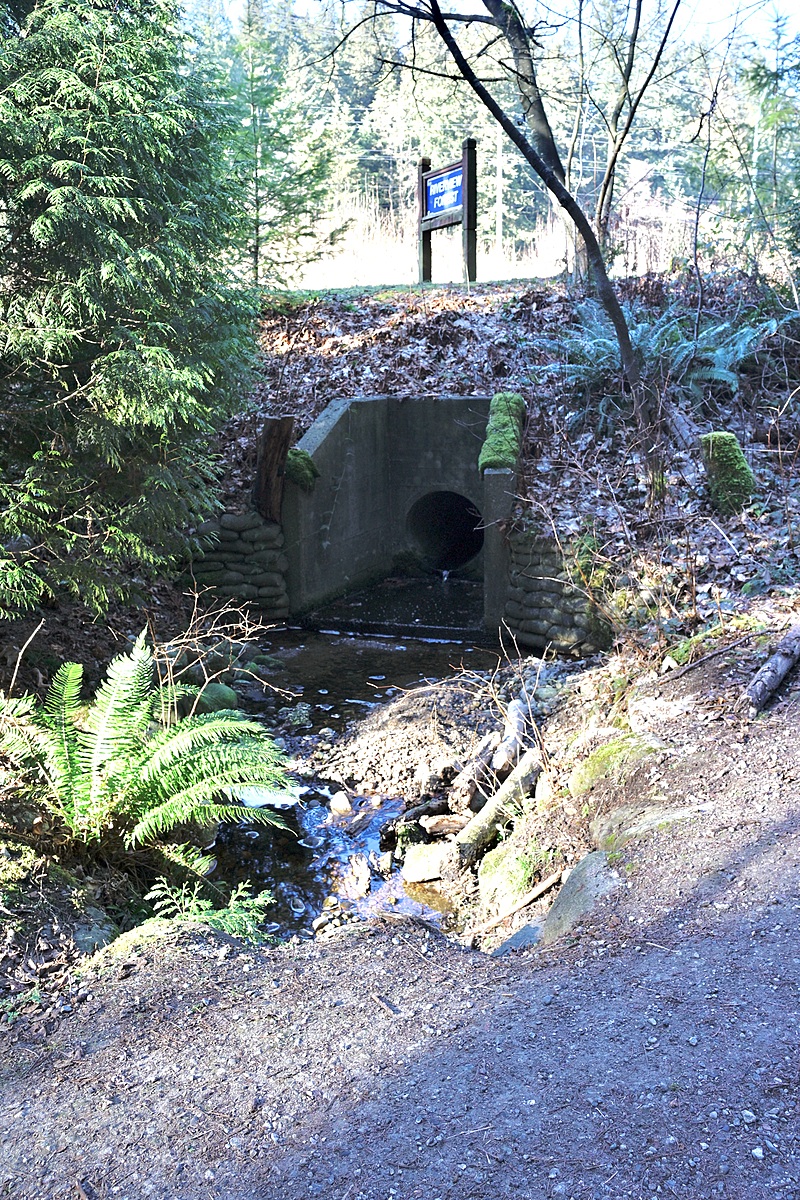 Observations at Lost Lake/ Mariner Road Catchment Area (Riverview ...