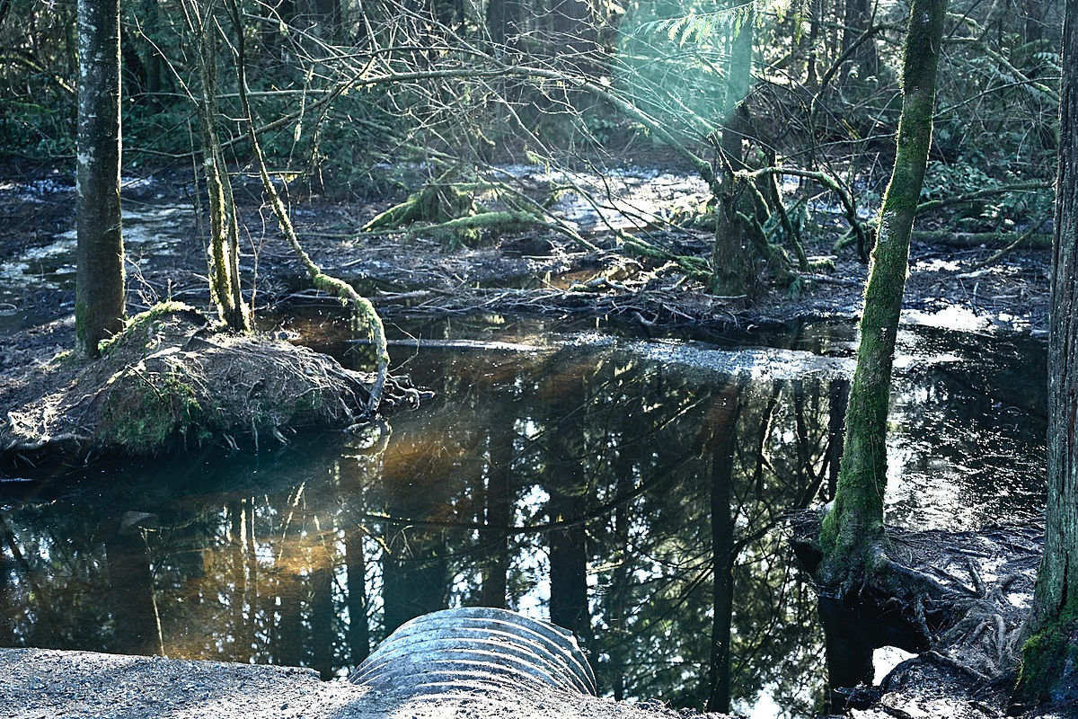 Observations at Mundy Lake/Mundy Creek/Sport Fields Catchment Stream ...