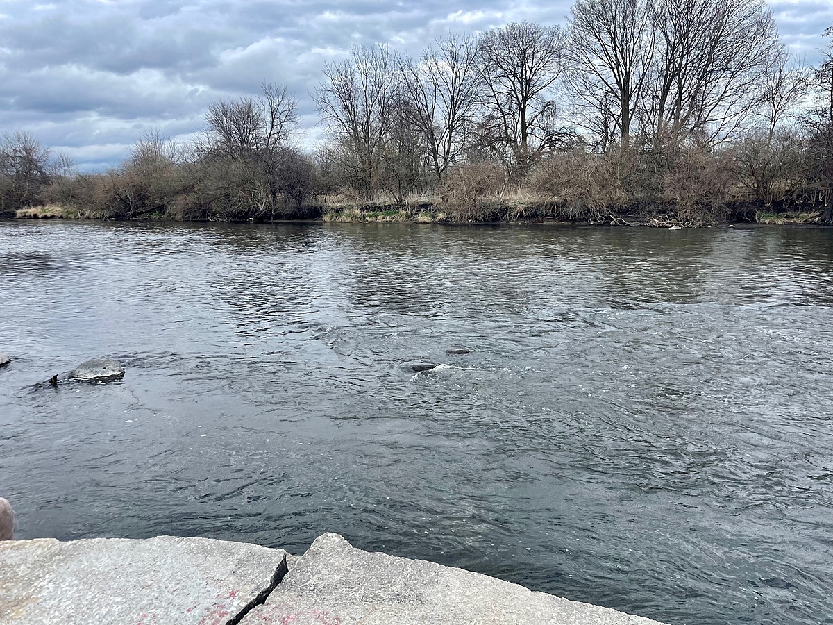 Water Quality Testing Data for DuPage River at Hammel Woods, DuPage ...