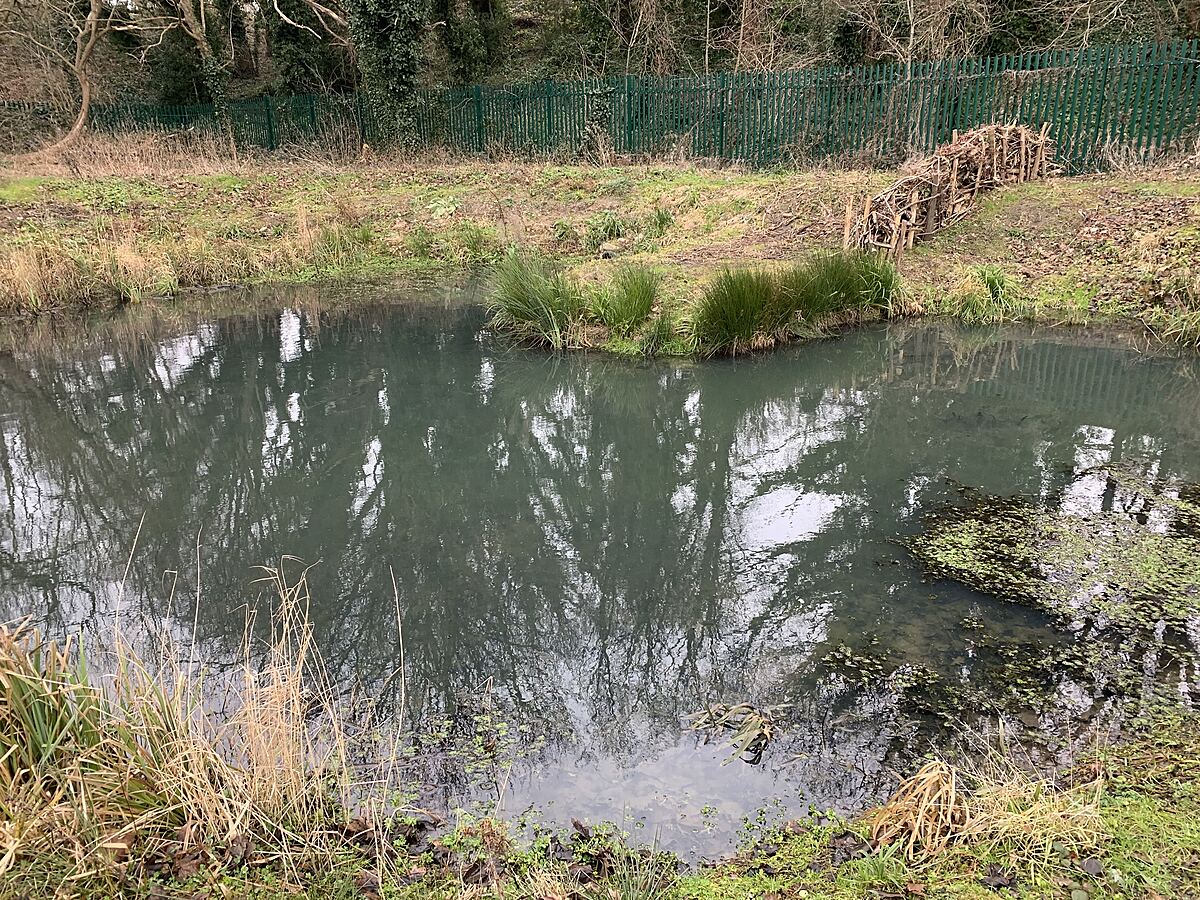 Water Quality Testing Data for Chinbrook wetlands inlet pond , Pond ...